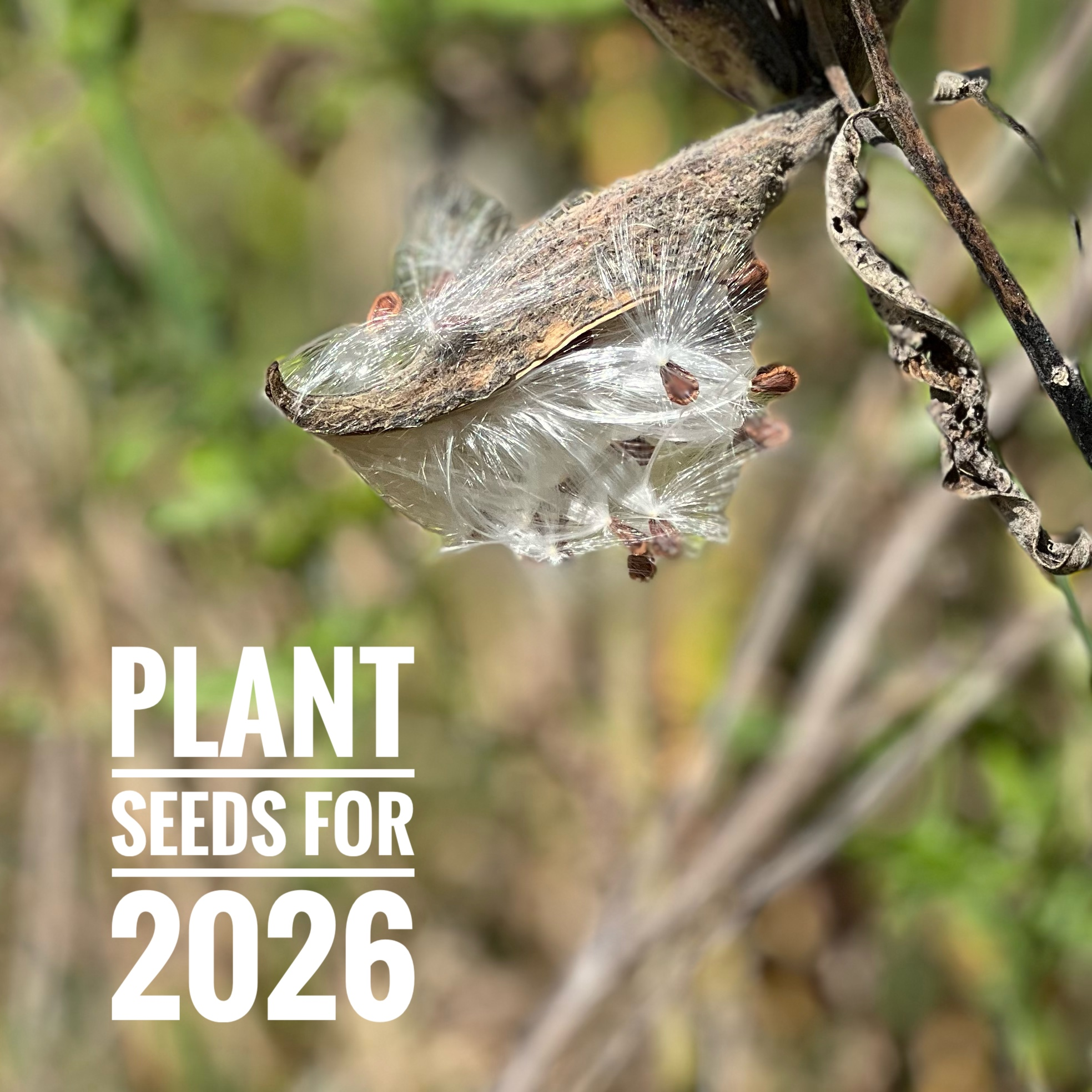Plan 2026 as a Business - Standard Tier - Lori Sullivan